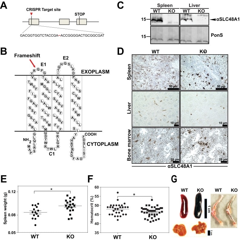 CD8a Antibody (14-0081-82)