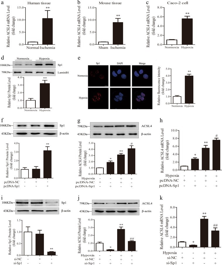 MUC5AC Antibody (MA5-12178)