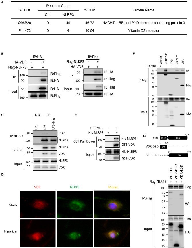 c-Myc Antibody (MA1-980)