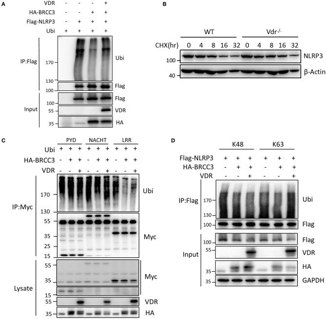 c-Myc Antibody (MA1-980)