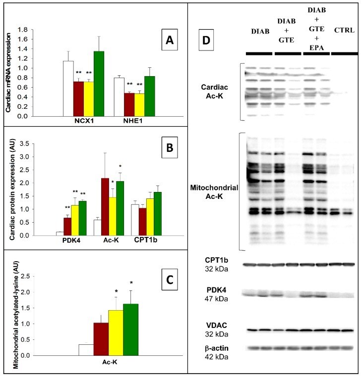 LAMP-2A Antibody (51-2200)