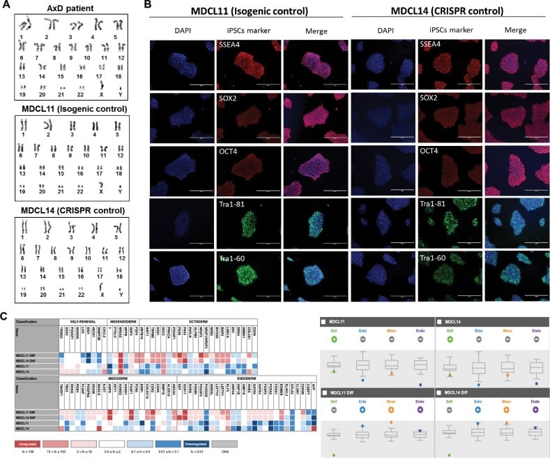 SOX2 Antibody (48-1400)