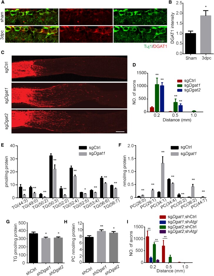 FITC Antibody (71-1900)