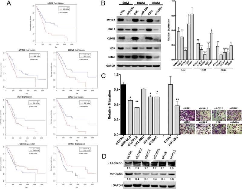 GAPDH Loading Control Antibody, DyLight™ 680 (MA5-15738-D680)