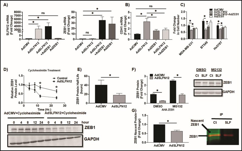 STMN2 Antibody (720178)
