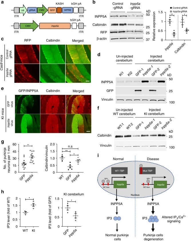 GST Tag Antibody (A-5800)