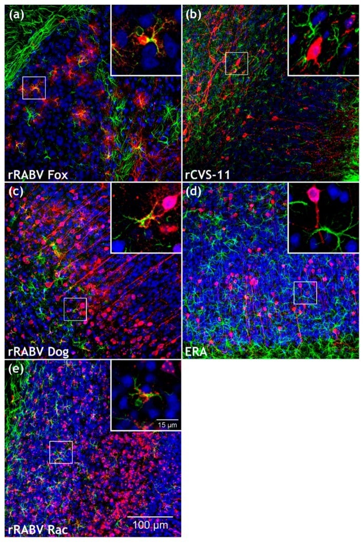 GFAP Antibody (PA1-10004)