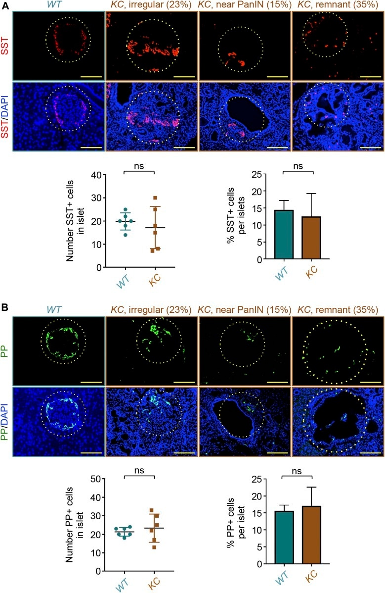MUC5AC Antibody (MA5-12178)