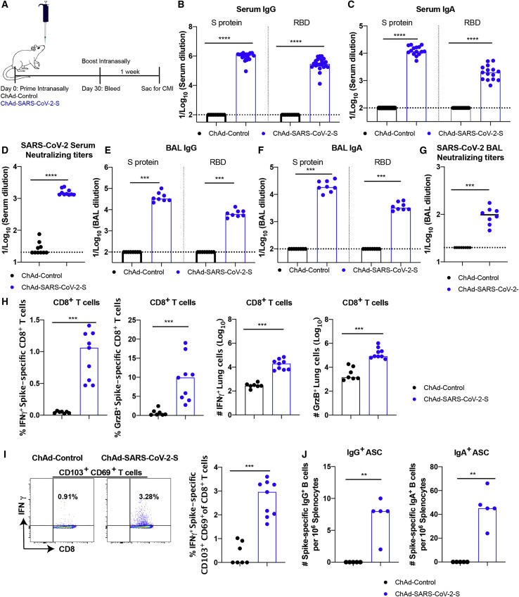 Granzyme B Antibody, PE (GRB04)