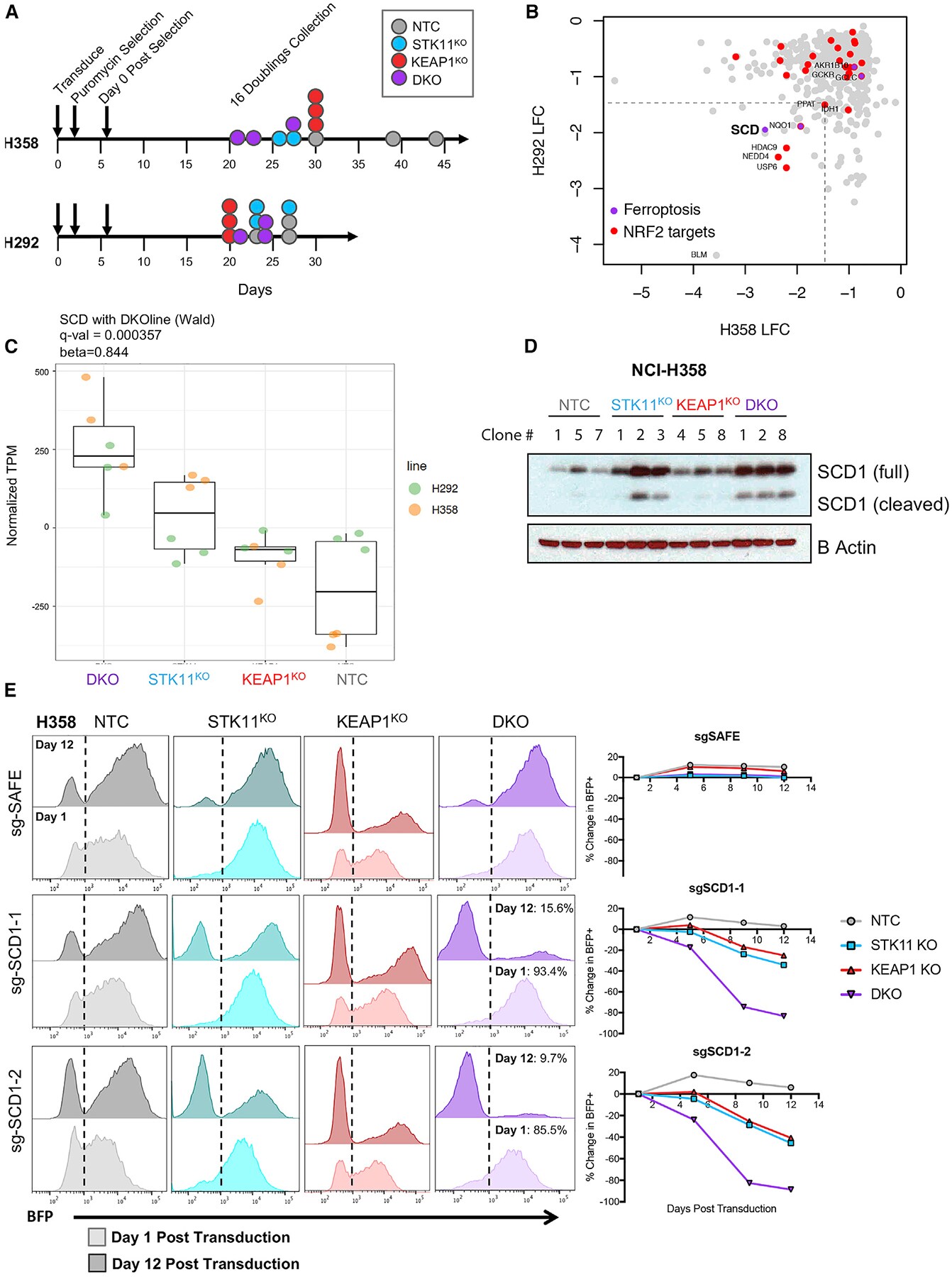 SCD Antibody (PA5-19682)