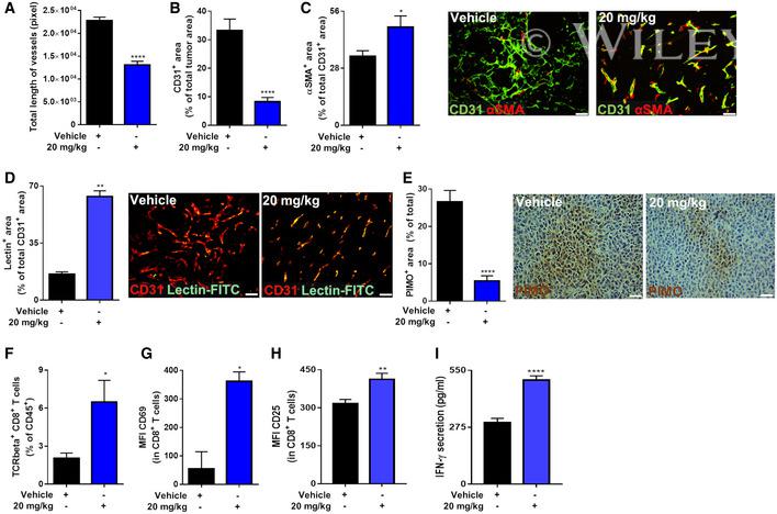 CD8a Antibody (14-0081-82)