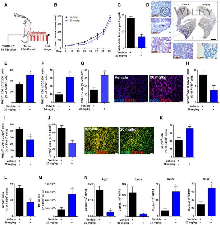 CD11c Antibody, FITC (11-0114-82)
