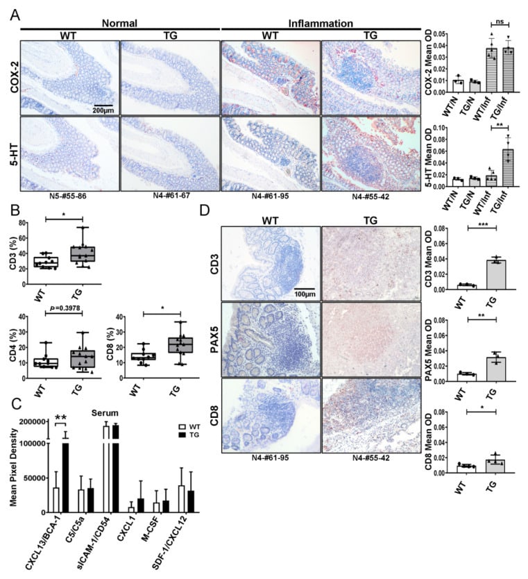 CD8a Antibody (14-0081-82)