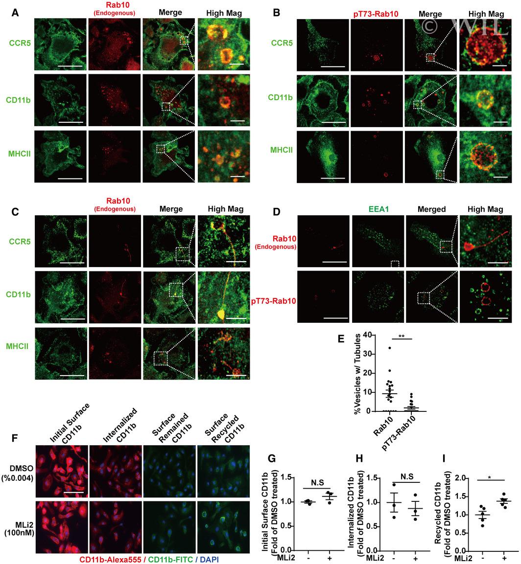CD11b Antibody (14-0112-82)