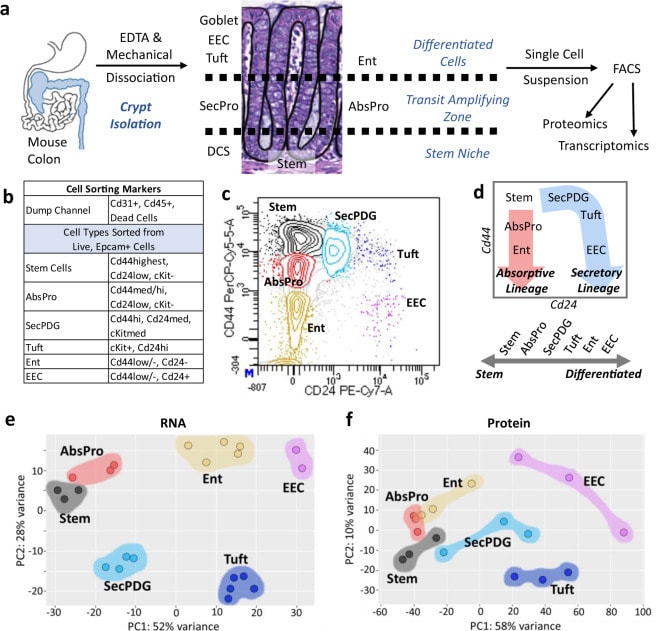 CD24 Antibody (14-0242-82)