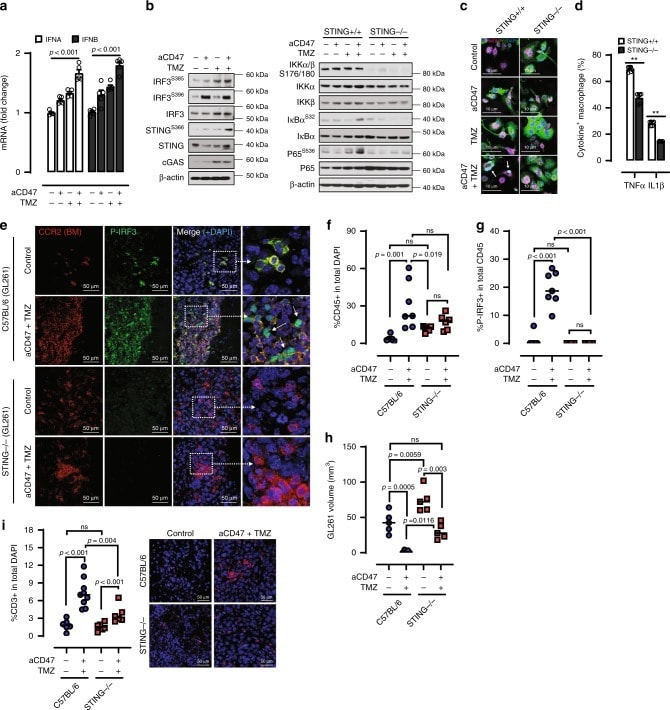 Phospho-STING (Ser366) Antibody (PA5-105674)