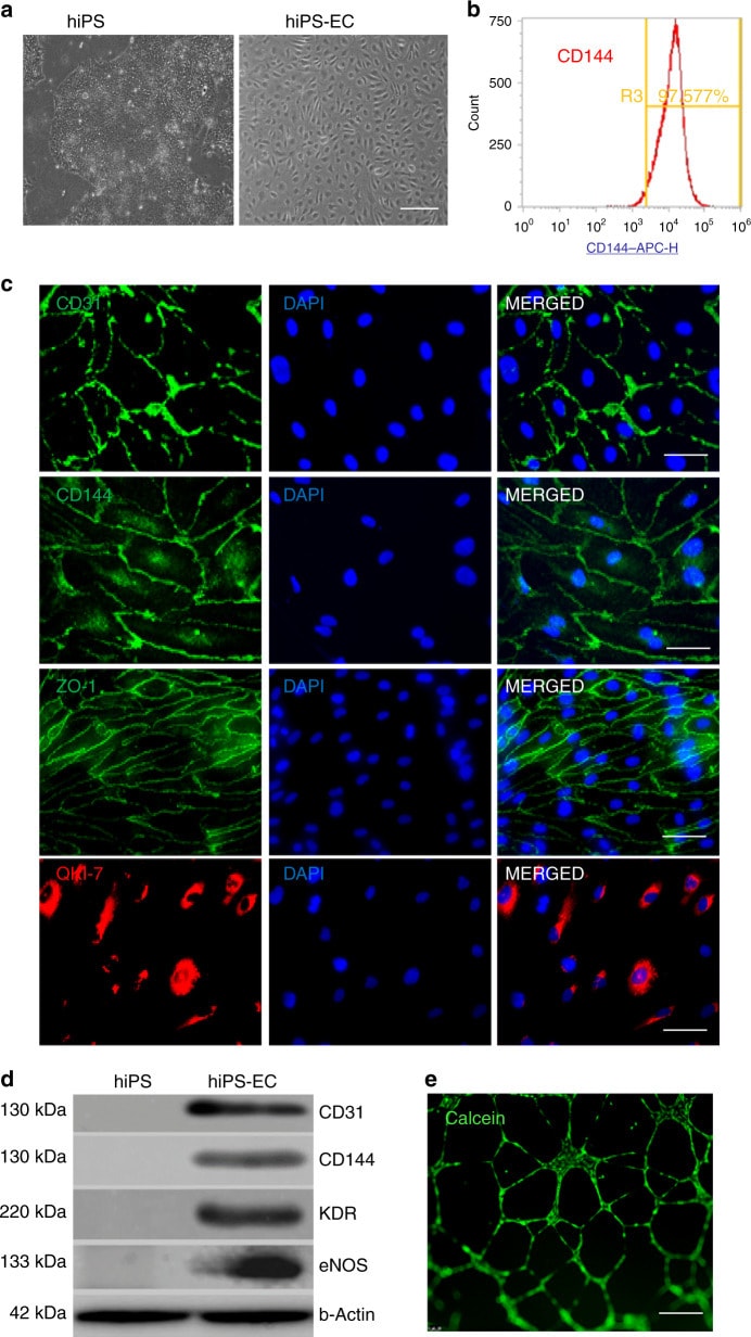 CD144 (VE-cadherin) Antibody (14-1449-82)
