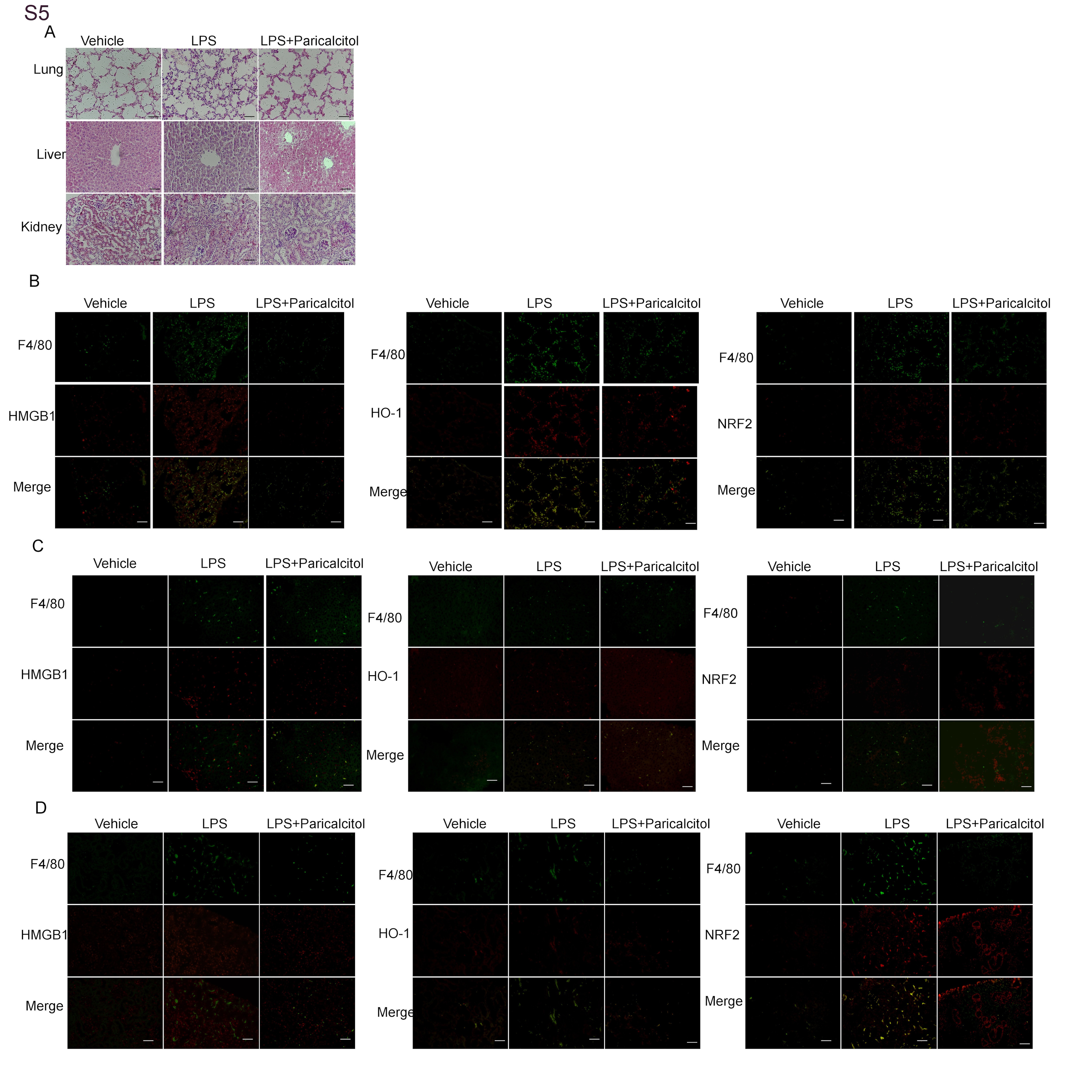 F4/80 Antibody, eFluor™ 450 (48-4801-82)
