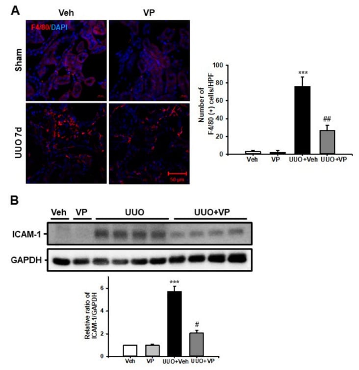 F4/80 Antibody, eFluor™ 450 (48-4801-82)