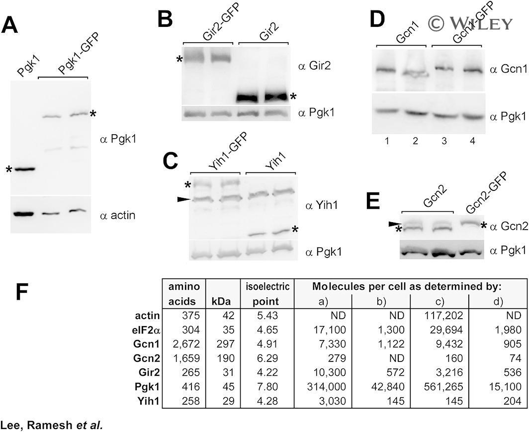 PGK1 Antibody (PA5-28612)