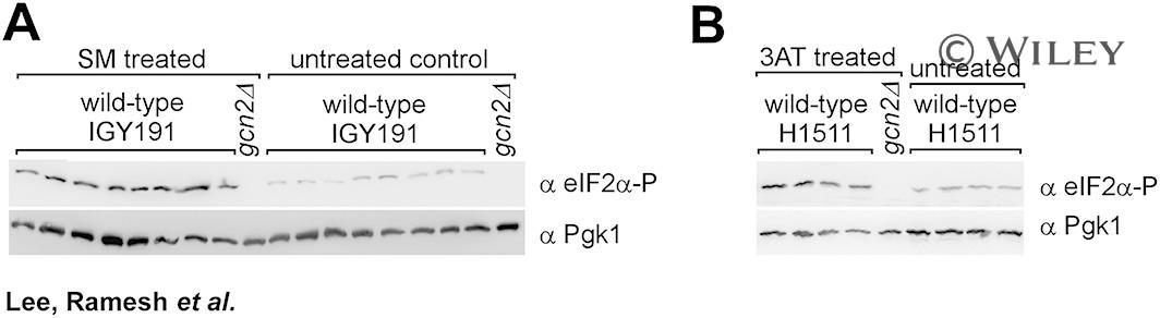 PGK1 Antibody (PA5-28612)