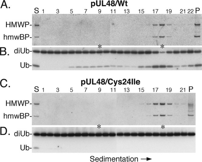 Ubiquitin Antibody (701339)