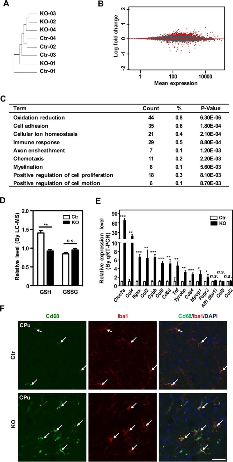 CD68 Antibody (14-0681-82)